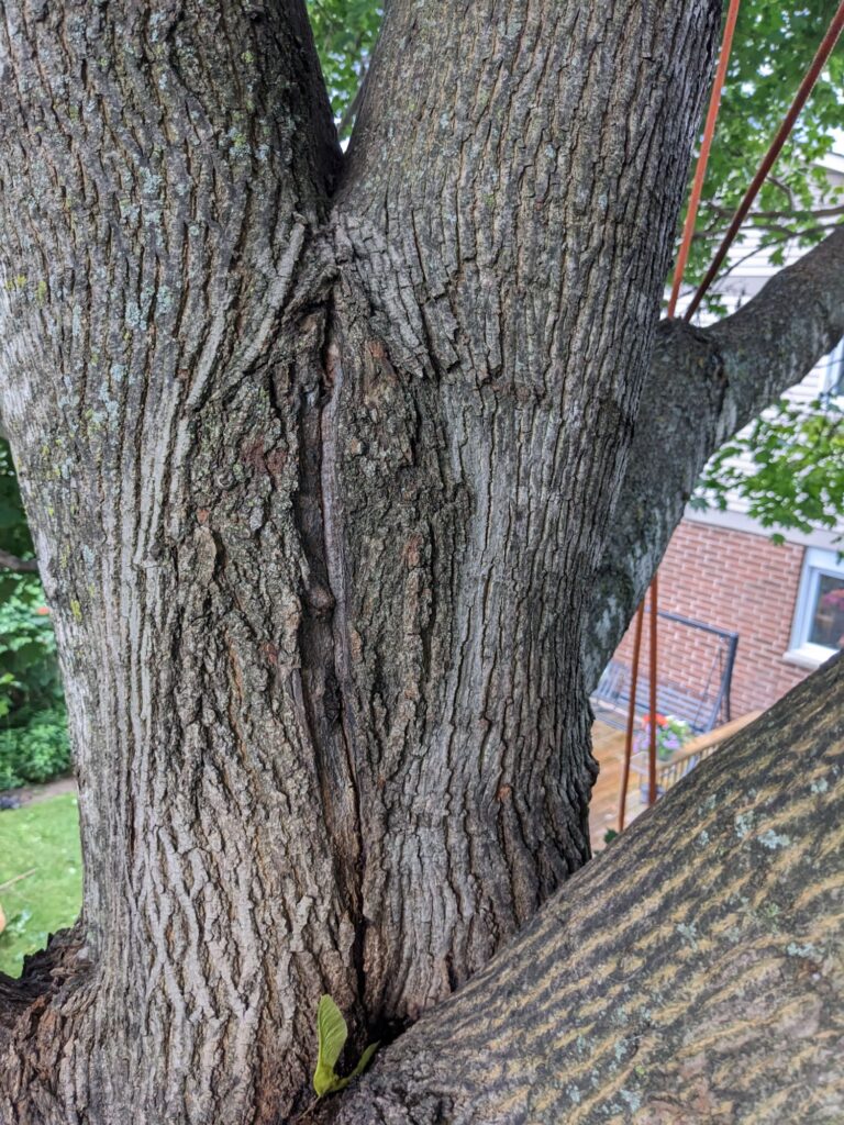 Will this maple split apart? - The Tree Tailor